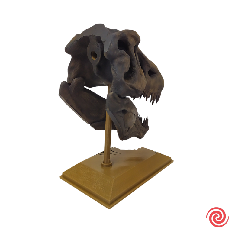 3D Craneo T-Rex Base